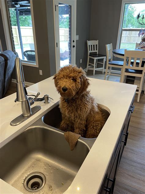 King Moe Rgoldendoodles