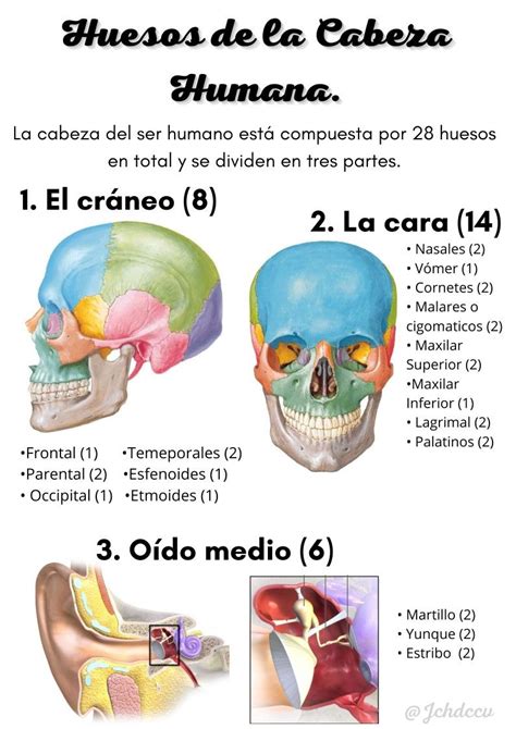 Hueso De La Cabeza Humana Cráneo Cara Y Oido Medio