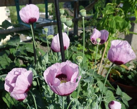 Samen Mohn 2021 30 40stk Kaufen Auf Ricardo