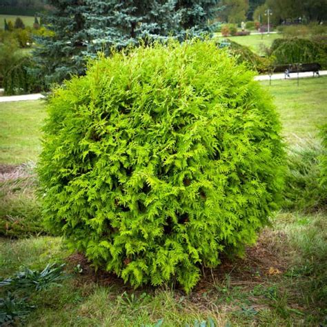 How Big Do Arborvitae Get By Type Of Arborvitae