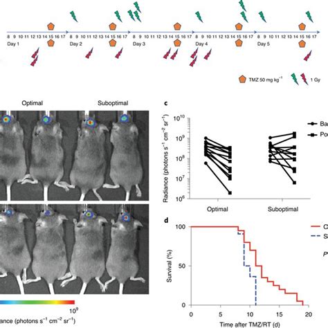 A Computational Model Of The Gbm Microenvironment A Schematic Of The Download Scientific
