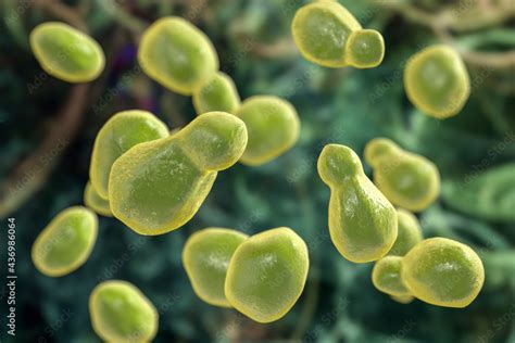 Pathogenic Yeast Fungus Cryptococcus Neoformans Which Causes