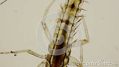 Mayfly Nymph Dorsal View Under The Microscope In 4k Stock Footage