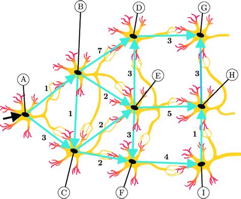 A Neuron Population And The Corresponding Graph Depicted In Blue The
