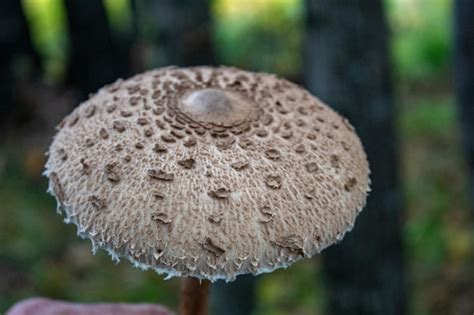 Premium Photo The Head Of The Macrolepiota Mushroom Edible And Non