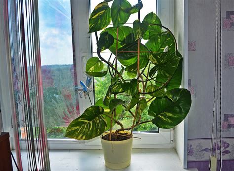 Отнимают здоровье и отпугивают мужчин 15 растений которые нельзя держать в спальне Интернет