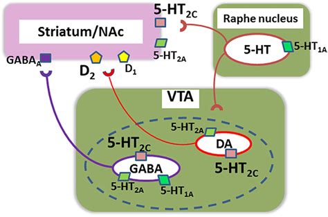 A Putative Neural Network Mediating Motivational Behaviors In Relation Download Scientific
