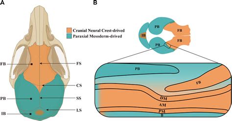 Frontiers A Novel Perspective Of Calvarial Development The Cranial Morphogenesis And