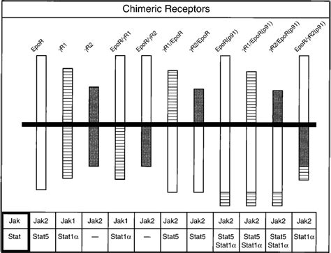 Schematic Representation Of Native And Chimeric Receptors Epor R1 Download Scientific