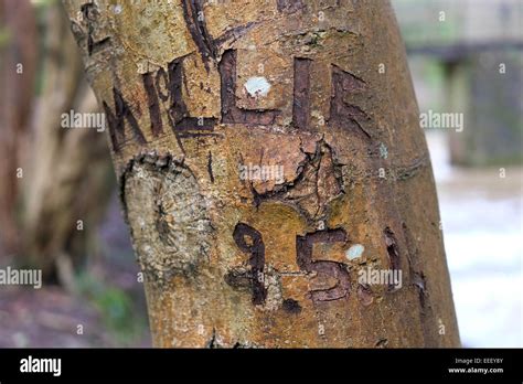 Names Carved Into The Side Of A Tree Several Years Ago 16th January 2015 Stock Photo Alamy