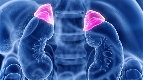 مکانیزم بدن حین استرس کیوپژمان