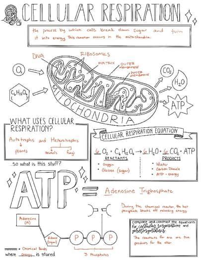 Basic Cellular Respiration Sketch Notes Biology Notes Medical School
