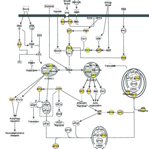 ingenuity pathway analysis was used to identify cellular signaling