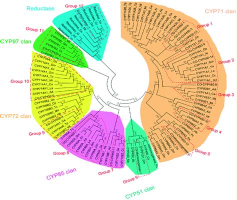 phylogenetic analysis of seed specific candidate transcripts coding