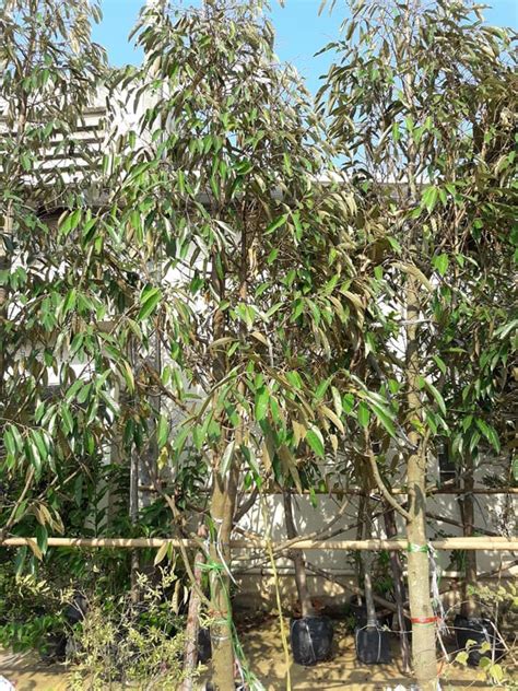 ต้นทุเรียนหมอนทอง 🌳🌳🌳 ขนาด3 4”พร้อมออกลูกหลังลงปลูก มีหลายขนาดและราคา