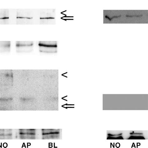 Effect Of Apical Vs Basolateral Egf 100 Ng Ml Addition To Download Scientific Diagram