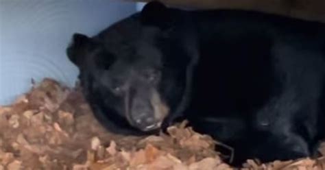 집 뒷마당에서 곰이 겨울잠을집주인 푹 자고 가라”