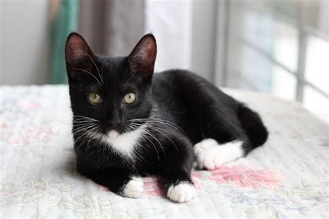 Complete Guide To Cat Fur Patterns Colors And Markings