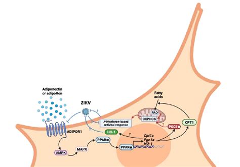 Hypotheses For Antiviral Modes Of Action Of Adipor1ampk Signaling And