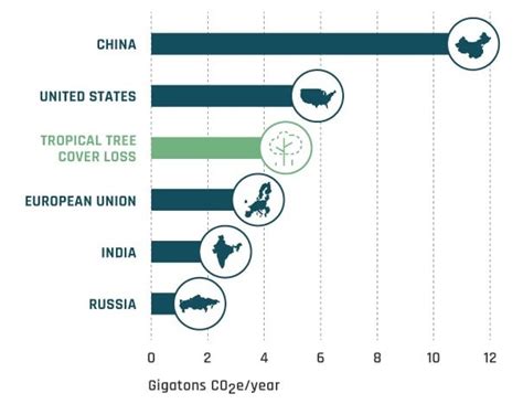 Deforestation And Forest Degradation Monitoring With Sar Satellites