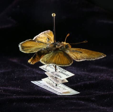 Prairie Insects The Story Of Illinois