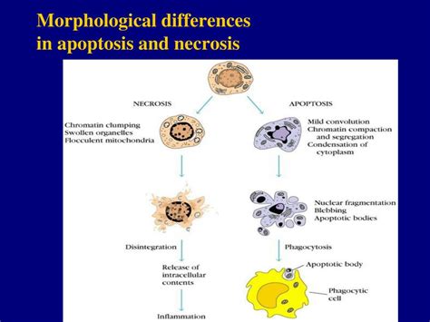 PPT Apoptosis And Diseases PowerPoint Presentation Free Download ID 3265751