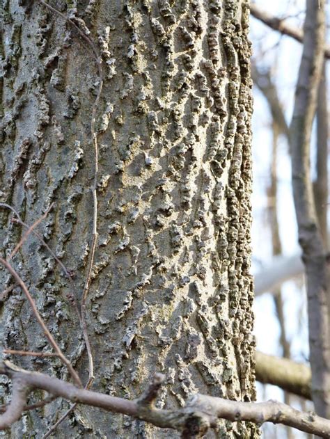 Identify Hardwood Trees By Bark