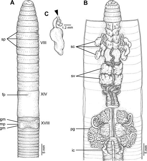 External And Internal Morphology Of Amynthas Auriculus Sp Nov Download Scientific Diagram