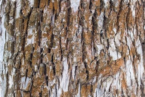 Tree Bark Texture In Nature