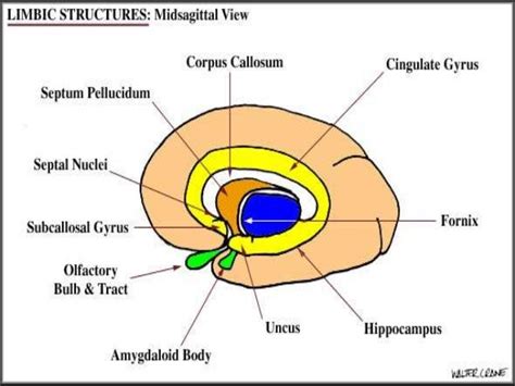 Anatomy Of Brain Sulcus And Gyrus Dr Sajith Md Rd