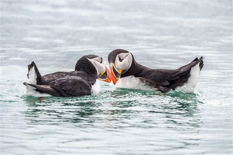 Nr 23 Frede Elman Hansen Kfak