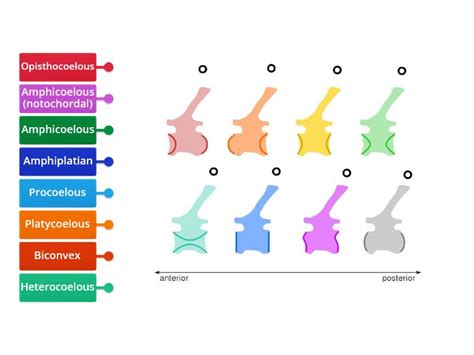 Vertebrae Types Labelled Diagram Vertebrae Types Labelled Diagram