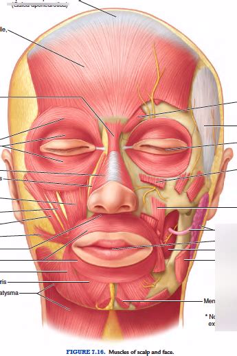 Facial Muscles Diagram Quizlet