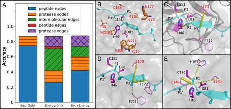Prediction And Design Of Protease Enzyme Specificity Using A Structure Aware Graph Convolutional