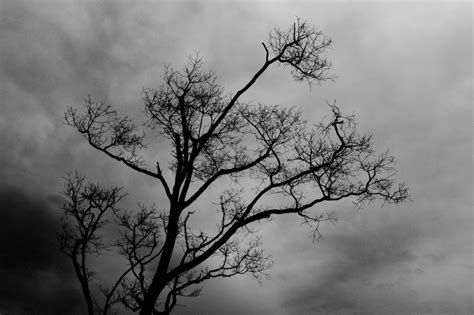 Sad Tree Pvbeat Puerto Vallarta Photos