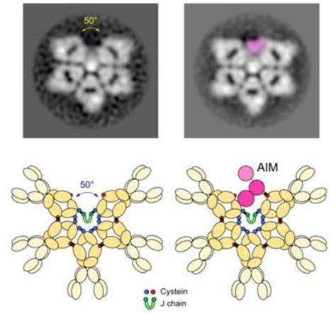 Science Advances The Structure Of Antibody Igm Is Redefined Creative