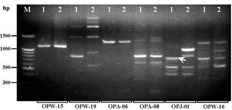Table 1 From Development Of A Sequence Characterized Amplified Region Scar Marker For