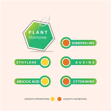 Types Of Plant Hormone In Agriculture And Biology Growth Promoters And