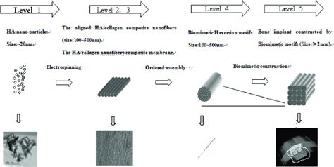 Multi Level Hierarchical Structure Schematic Diagram Of Hacollagen Download Scientific Diagram