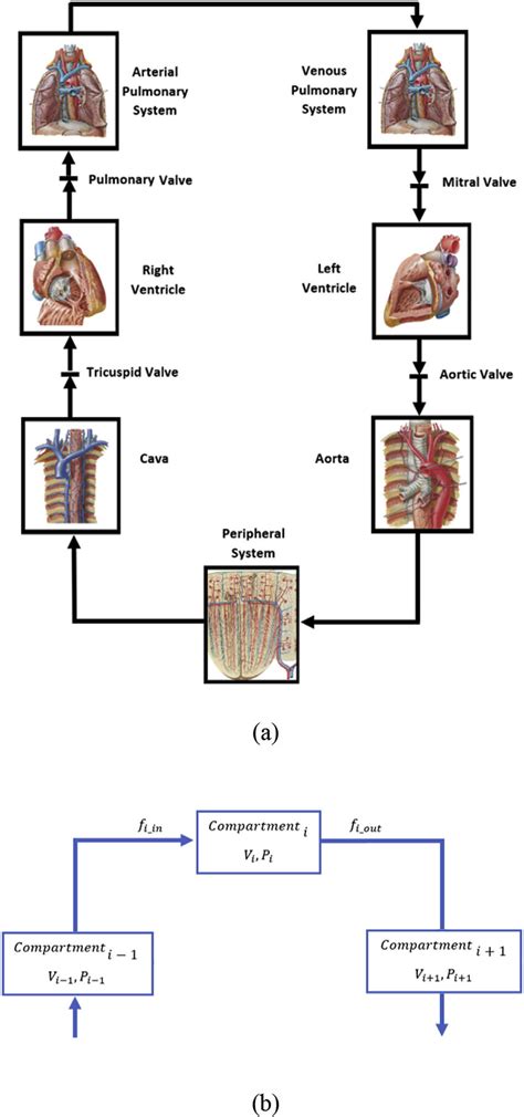 compartmental model of the circulatory system a and scheme of