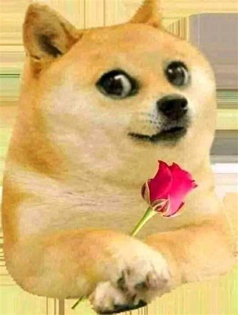 Tổng Hợp 99 Biểu Cảm Meme Cheems Lầy Lội Hài Hước Cute