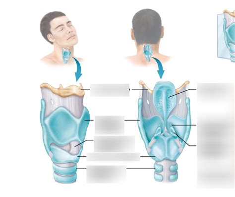 Diagram 3 Diagram Quizlet