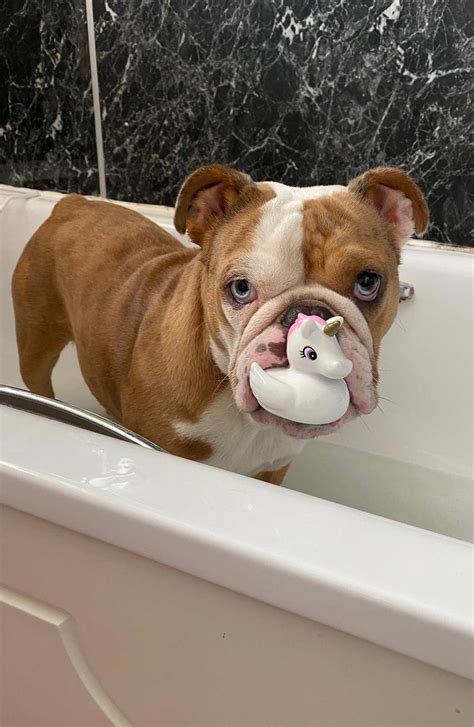 Bath Time With A Unicorn Scrolller