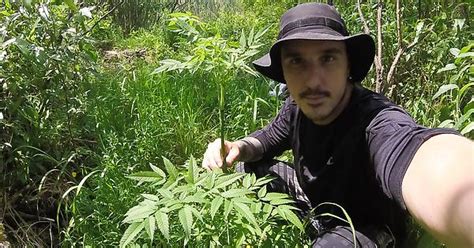 Cicuta Maculata Most Toxic Plant In North America Imgur