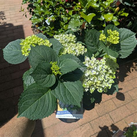 Hydrangea Time Altra Nursery