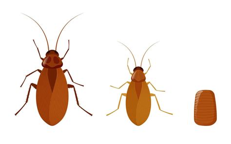 Complete Cockroach Lifecycle Showing Growth Stages From Nymph To Adult Insect With Antennas And