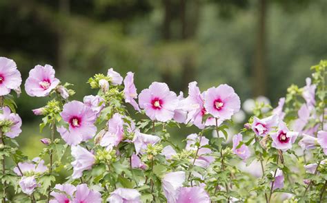 광복절 기념 국립산림과학원이 올려준 무궁화 배경화면 사진 인스티즈 Instiz 이슈 카테고리