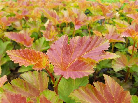 Deciduous Shrubs Hoogenraad Handelskwekerijen Bv What Are They And Our Wholesale Offer