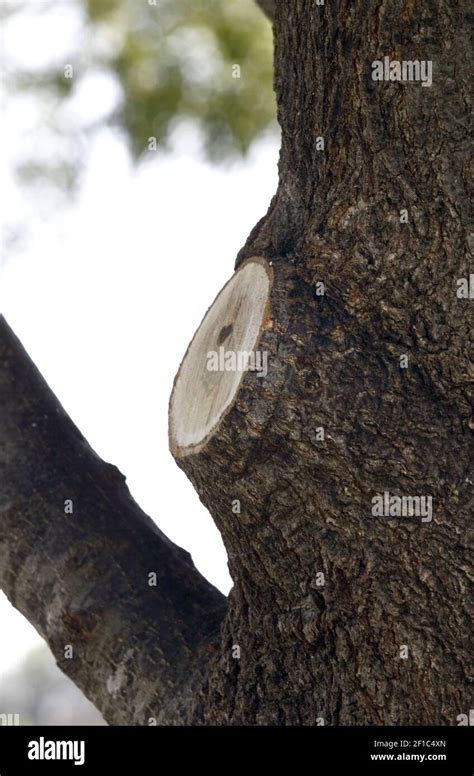 A Properly Trimmed Limb Should Look Like This After Cutting Kerry