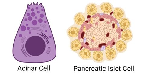 Pancreatic Cells Types Structure Functions Diseases